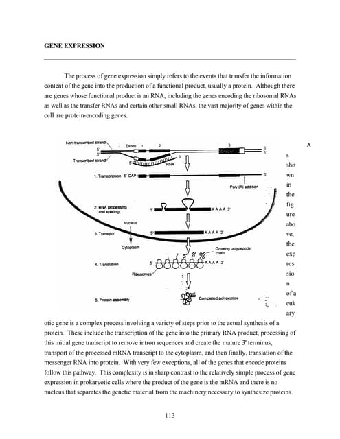 Gene Expression And Regulation Pptx