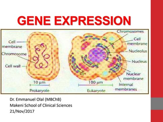 5’ capping | PPTX | Biological Sciences | Science