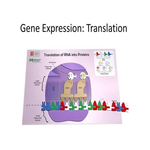 Gene expression translation sp2020 | PPT