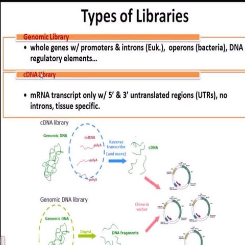 Gene libraries | PPTX
