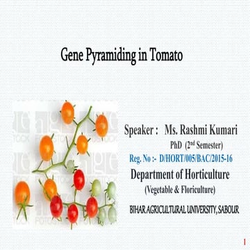 Gene pyramiding in tomato | PPT