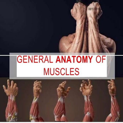 GENERAL ANATOMY OF MUSCLE DESCRIBE CLEARLY | PPTX