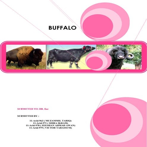 General buffalo | PDF