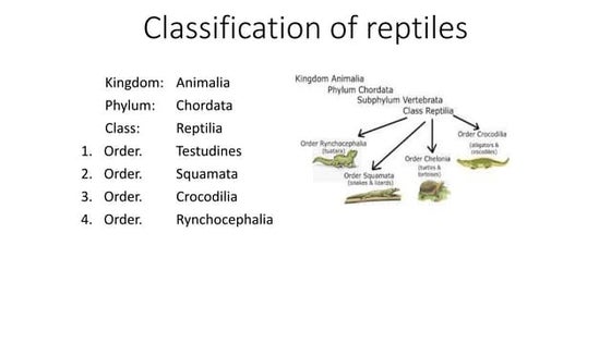 Classification of reptilia | PPT