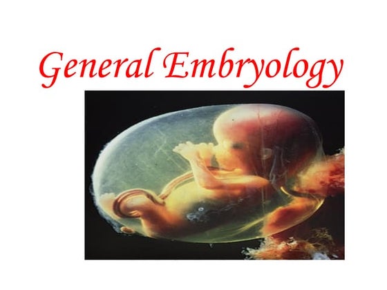 Human embryonic development | PPT