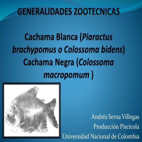 Generalidades Cachama | PPTX