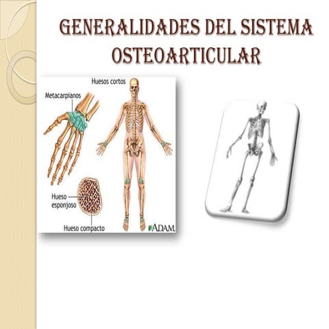 Generalidades del Sistema Osteoarticular III | PPTX