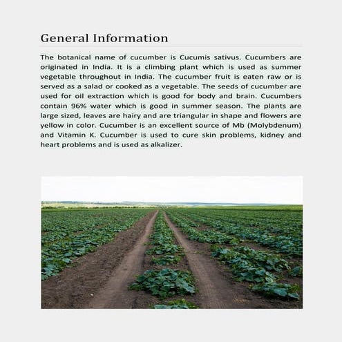 The Cultivation of cucumber in details.pdf