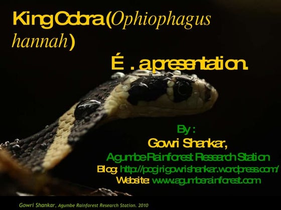 King cobra | PPT