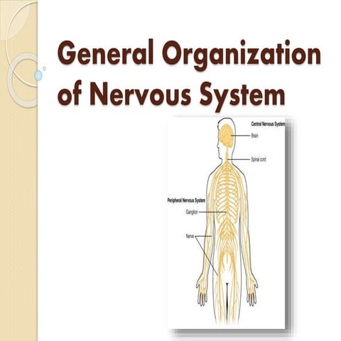 Nervous System Parts And Functions Powerpoint A Level Psychology THE