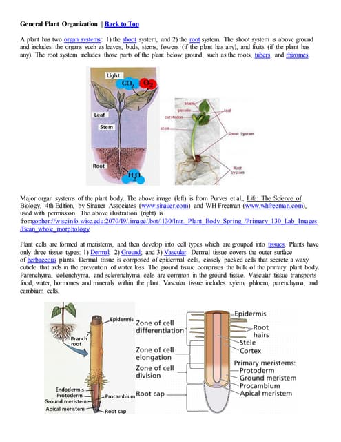 Pits and its types by Sohail | PPTX | Gardening | Home & Garden