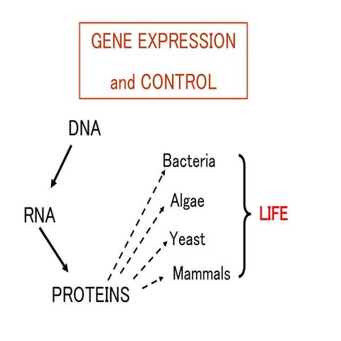 Gene Regulation Operon Ppt