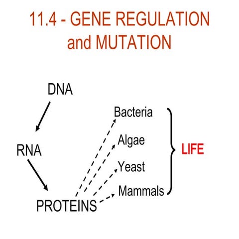 Gene Regulation and Mutation.ppt Science | PPT