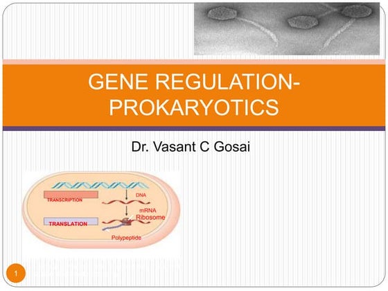GENE EXPRESSION AND REGULATION.pptx | Biological Sciences | Science