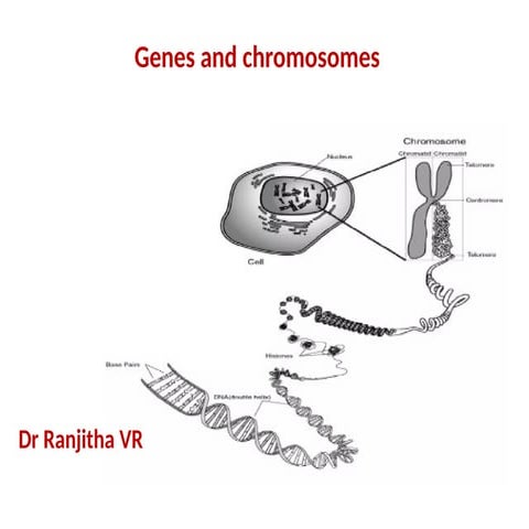a brief description about genes and chromosomes | PPT