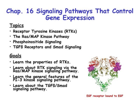 The R T K R A S M E K Signaling Pathway By Lenard Tardio | PPT