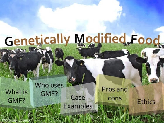 Genetically Modified Organisms (GMO) | PPTX | Genetics | Science