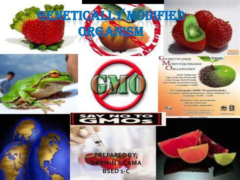 Genetically modified organism