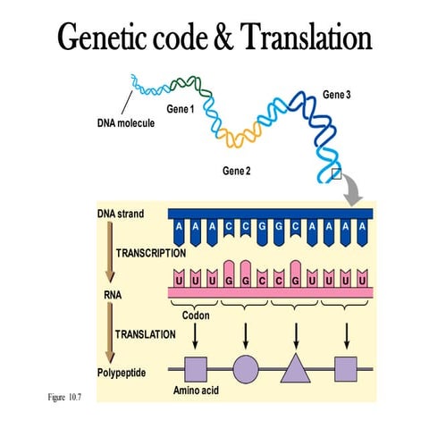 Genetic Code And Translationpdf
