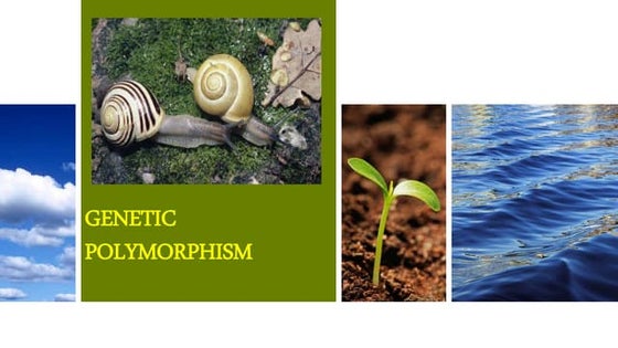 NBPGR-National Bureau of plant genetic Resources. | PPTX | Agriculture ...