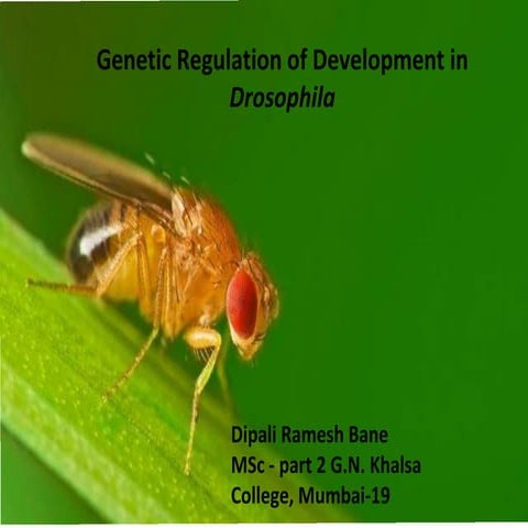 LAB REPORT DROSOPHILA MELANOGASTER | DOC