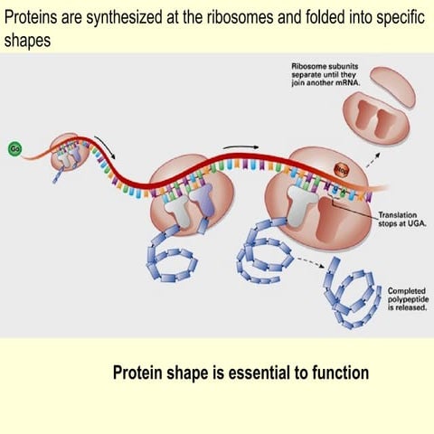 Genetics | PPT | Biological Sciences | Science