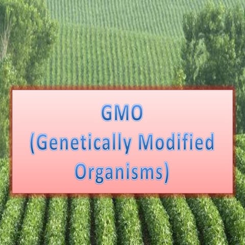 GMOs | PPT