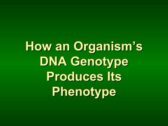 Genotype and phenotype | PPT | Genetics | Science