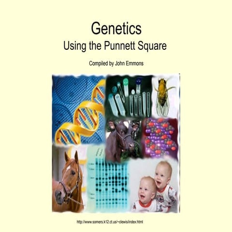 Genetics - Using The Punnett Square | PPT