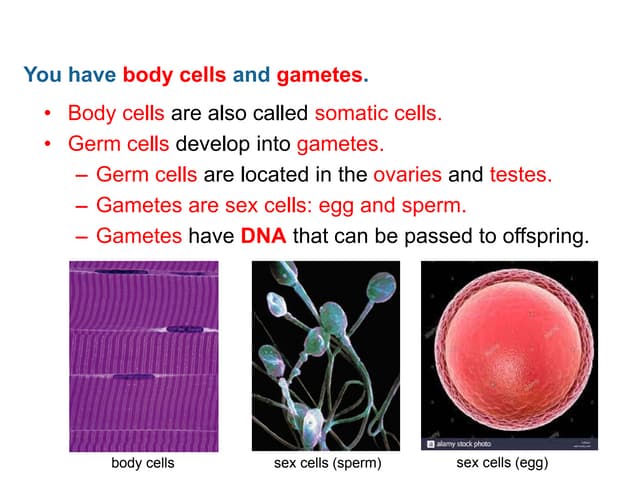 Chromosomal Theory Of Inheritance Ppt