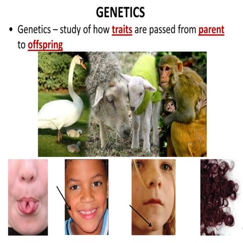 GENETICS 9 science 9 grade 9 curriculum.pptx