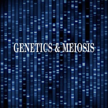 Life Sciences grade 12: GENETICS & MEIOSIS | PPTX