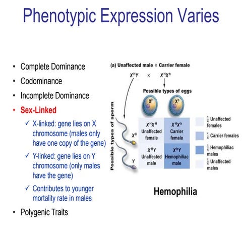 Genetics model 2012 fieldspart 4 | PPT