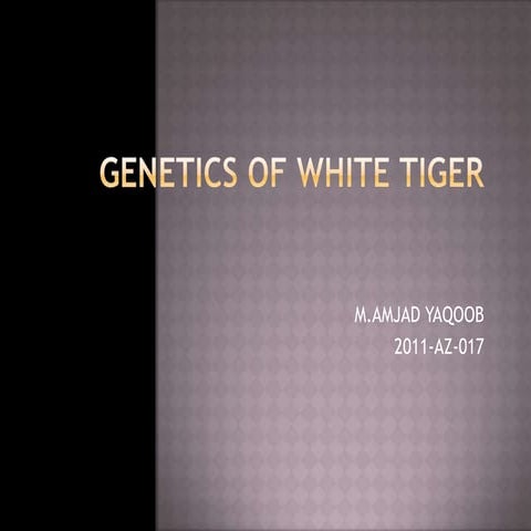 Genetics of white tiger | PPTX