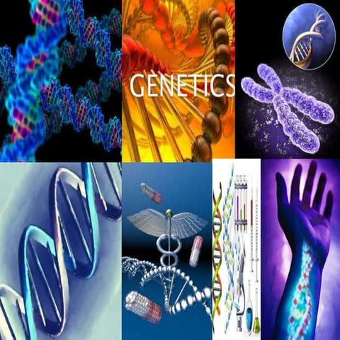 Genetics powerpoint | PPTX | Genetics | Science