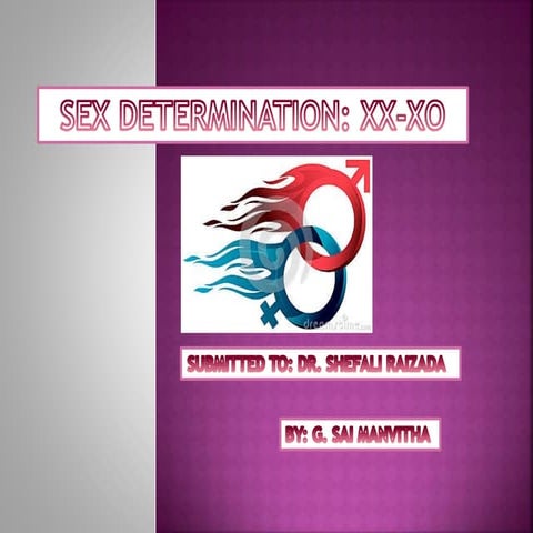 XX-XO Sex Determination | PPTX