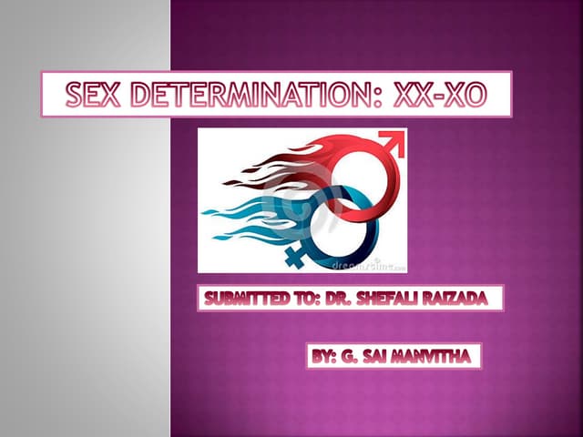 Sex Determination Chromosomal Theory Of Sex Determination Pptx