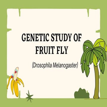 GENETIC STUDY OF FRUIT FLY - GENETICS.pdf