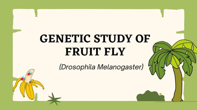 Drosophila Features, Life Cycle & Culture | PPTX