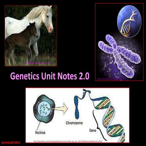 Genetics unit notes | PPTX