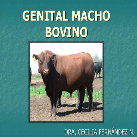 Genital Macho Bovino (tt).ppt