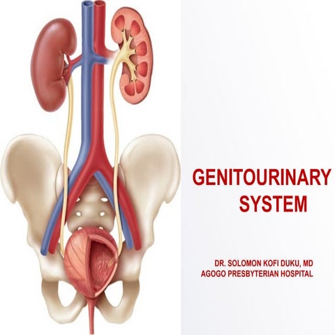 GENITOURINARY system slides relating to genitals | PPTX