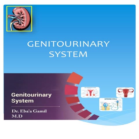 Genitourinary system | PDF