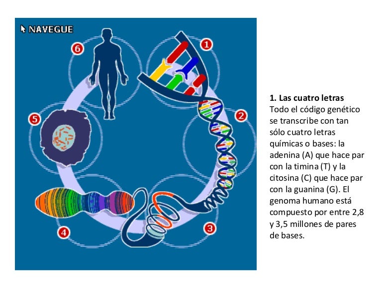 Genoma Humano