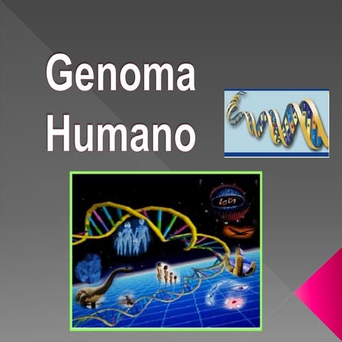 Genoma Humano | PPT