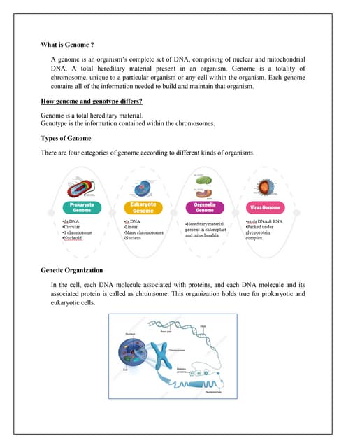 Genome organization in prokaryotes(molecular biology) | PPT
