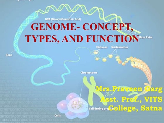 The structure & function of genes | PPT