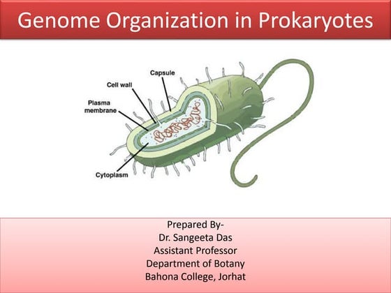 Genome organization in prokaryotes(molecular biology) | PPTX