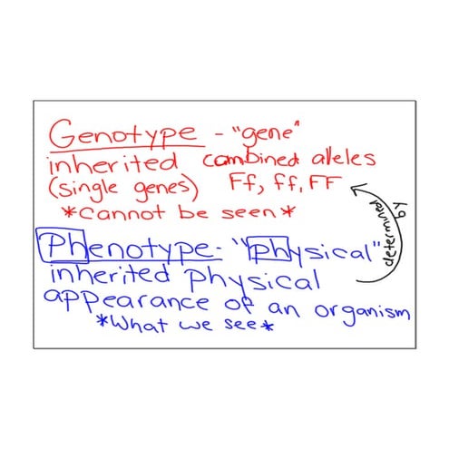 Genotype phenotype | PDF