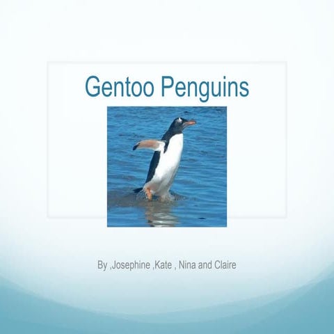 Gentoo penguin | PPT